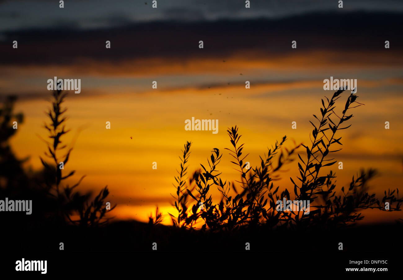 Cloud of insects hi-res stock photography and images - Alamy