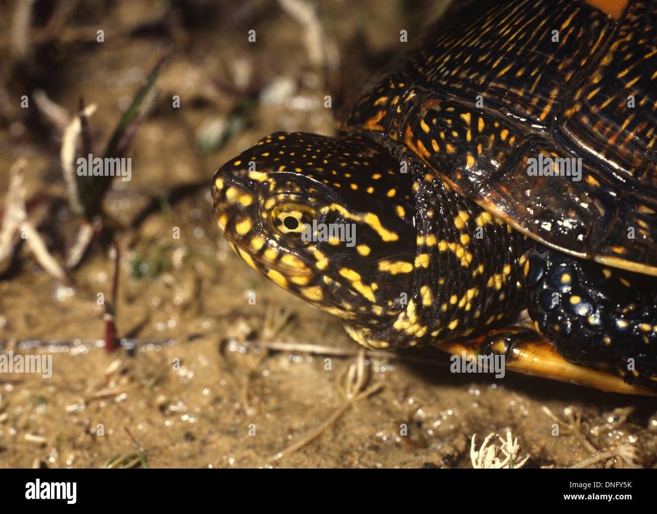 European Pond Terrapin Stock Photo - Alamy