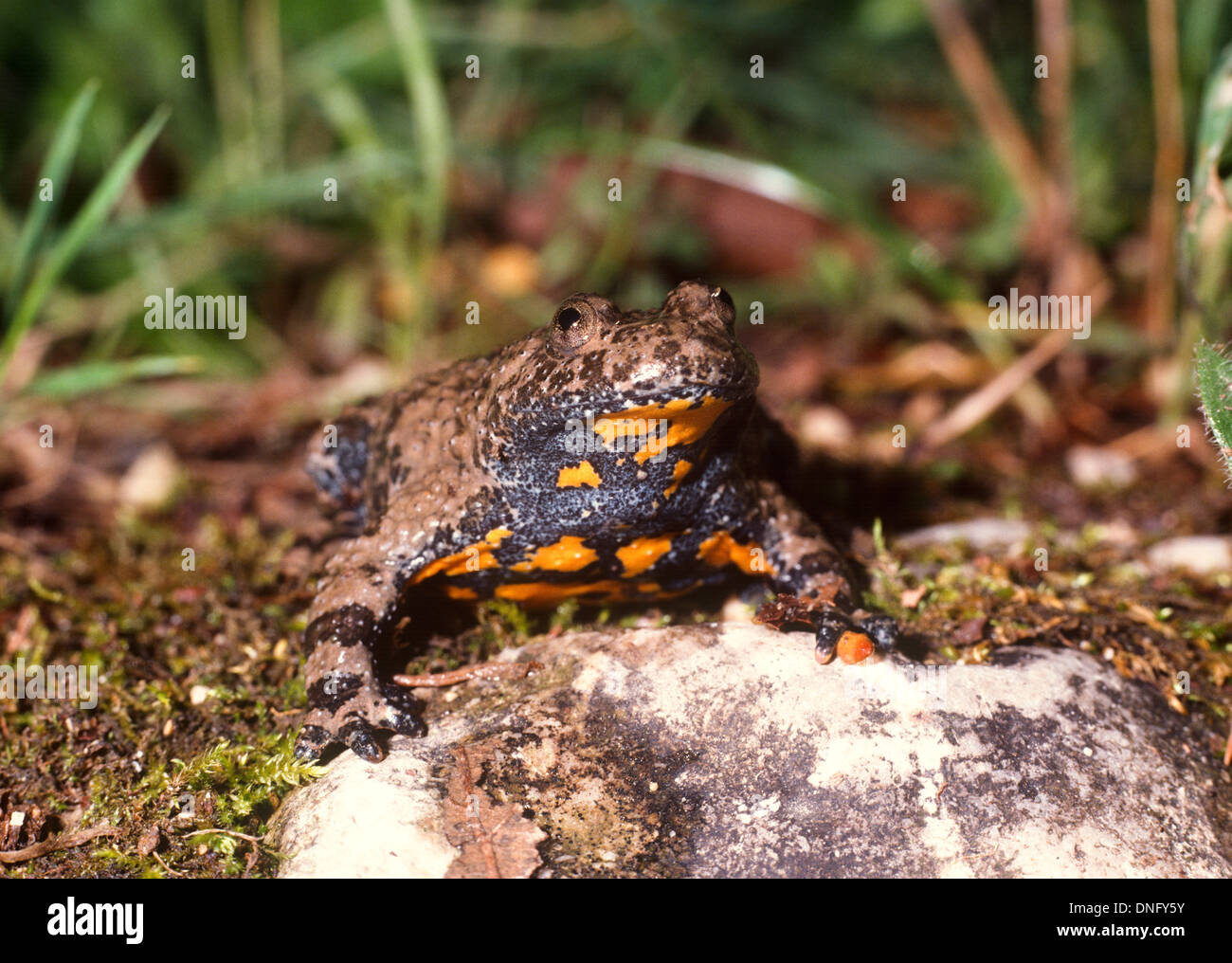 Yellow-Bellied Toad Bombina variagata. Italy Stock Photo - Alamy