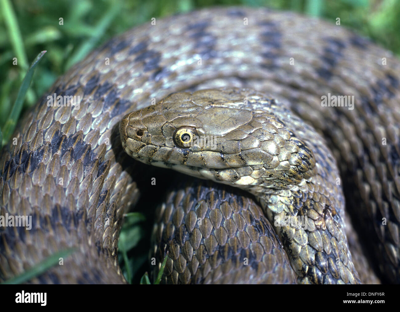 Italian Snakes In Italy at Janita Huang blog