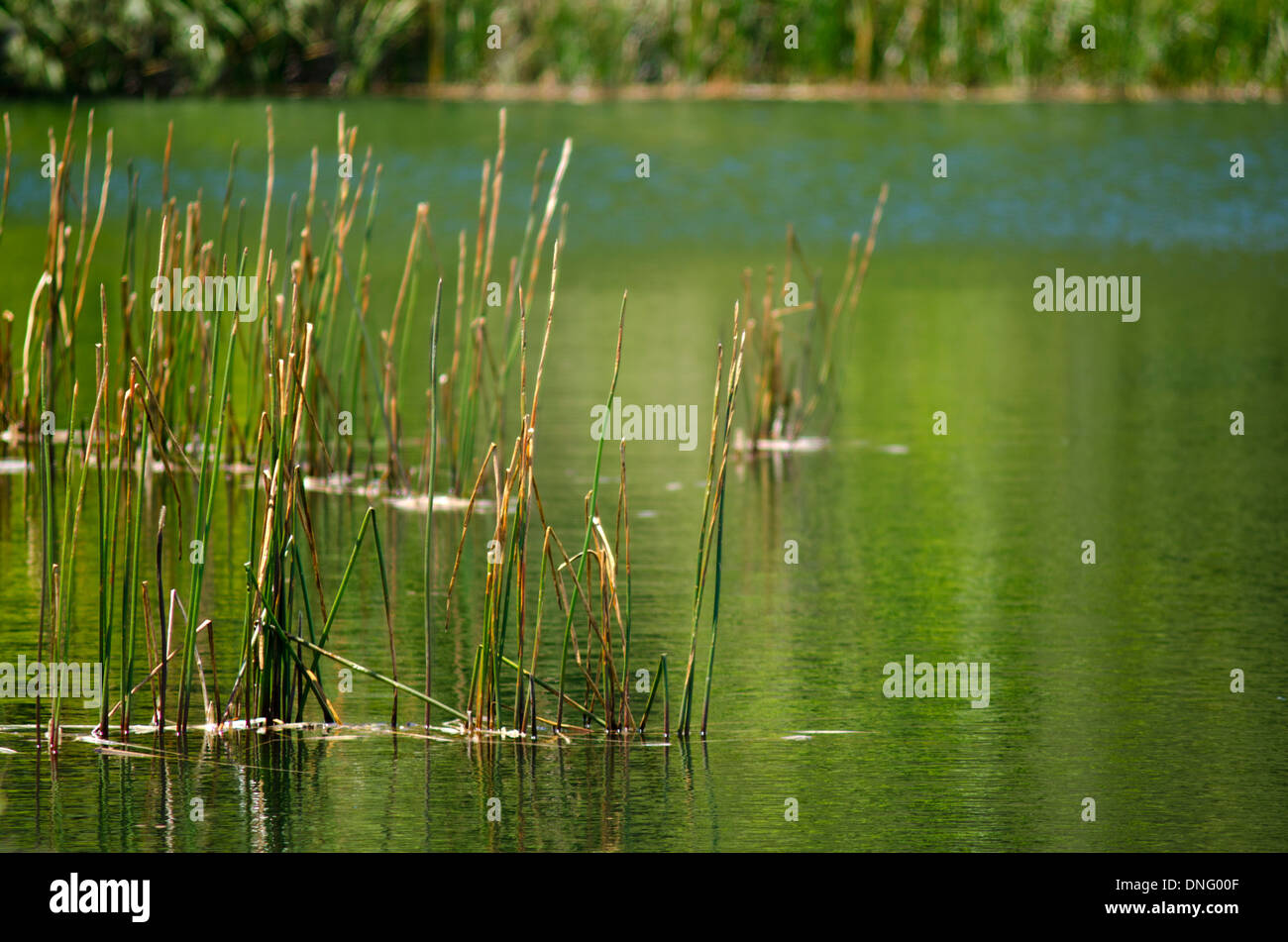 Pond With Reeds High Resolution Stock Photography and Images - Alamy