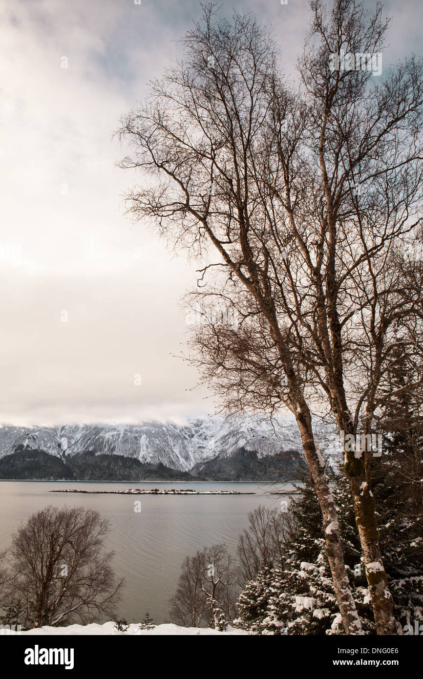 Tall birch hi-res stock photography and images - Alamy