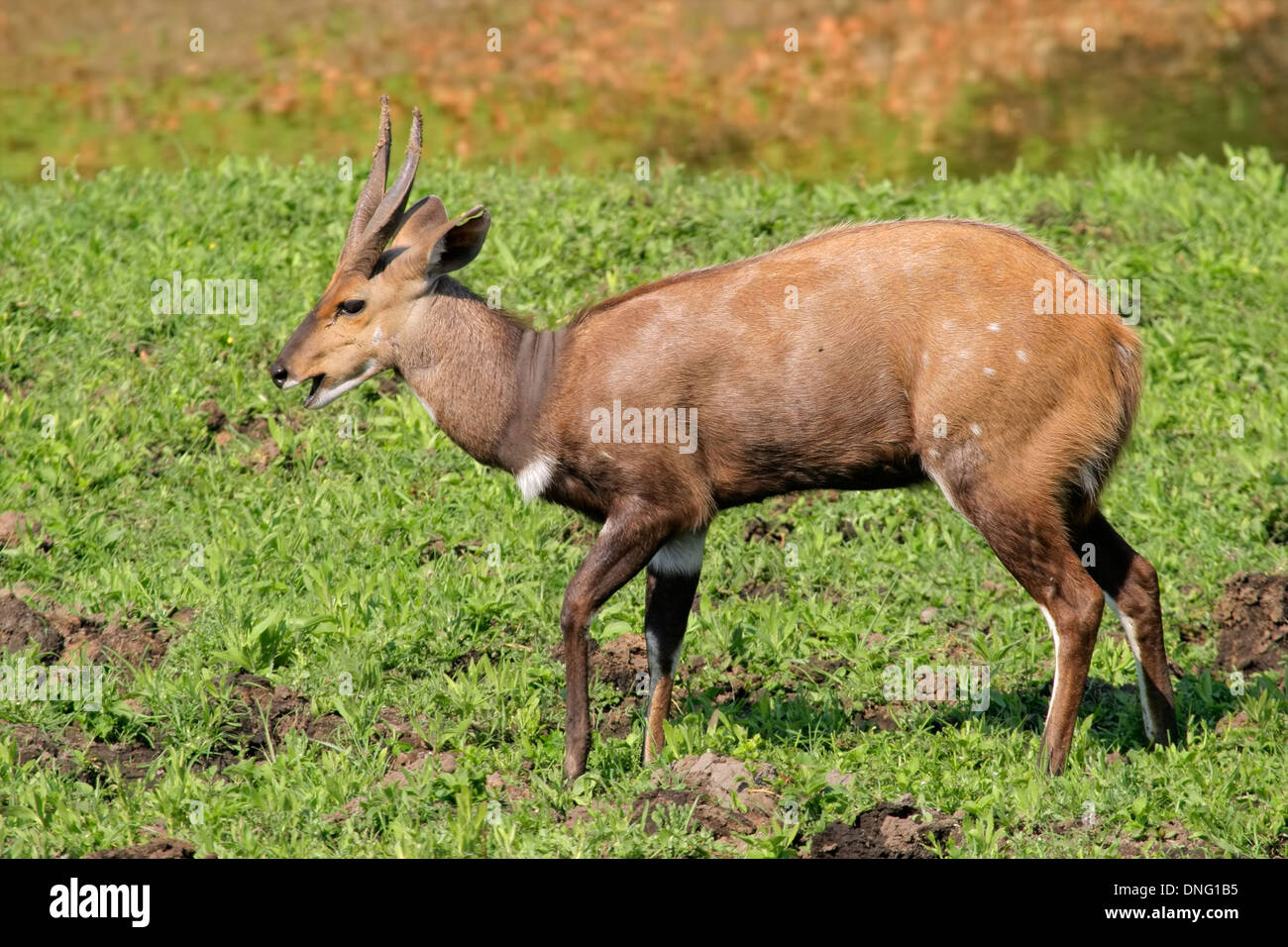 Male Bushbuck antelope (Tragelaphus scriptus), Kruger National Park ...