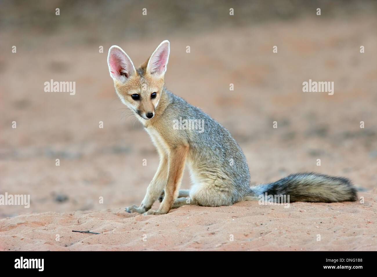 Cape fox (Vulpes chama) sitting, Kalahari desert, South Africa Stock ...