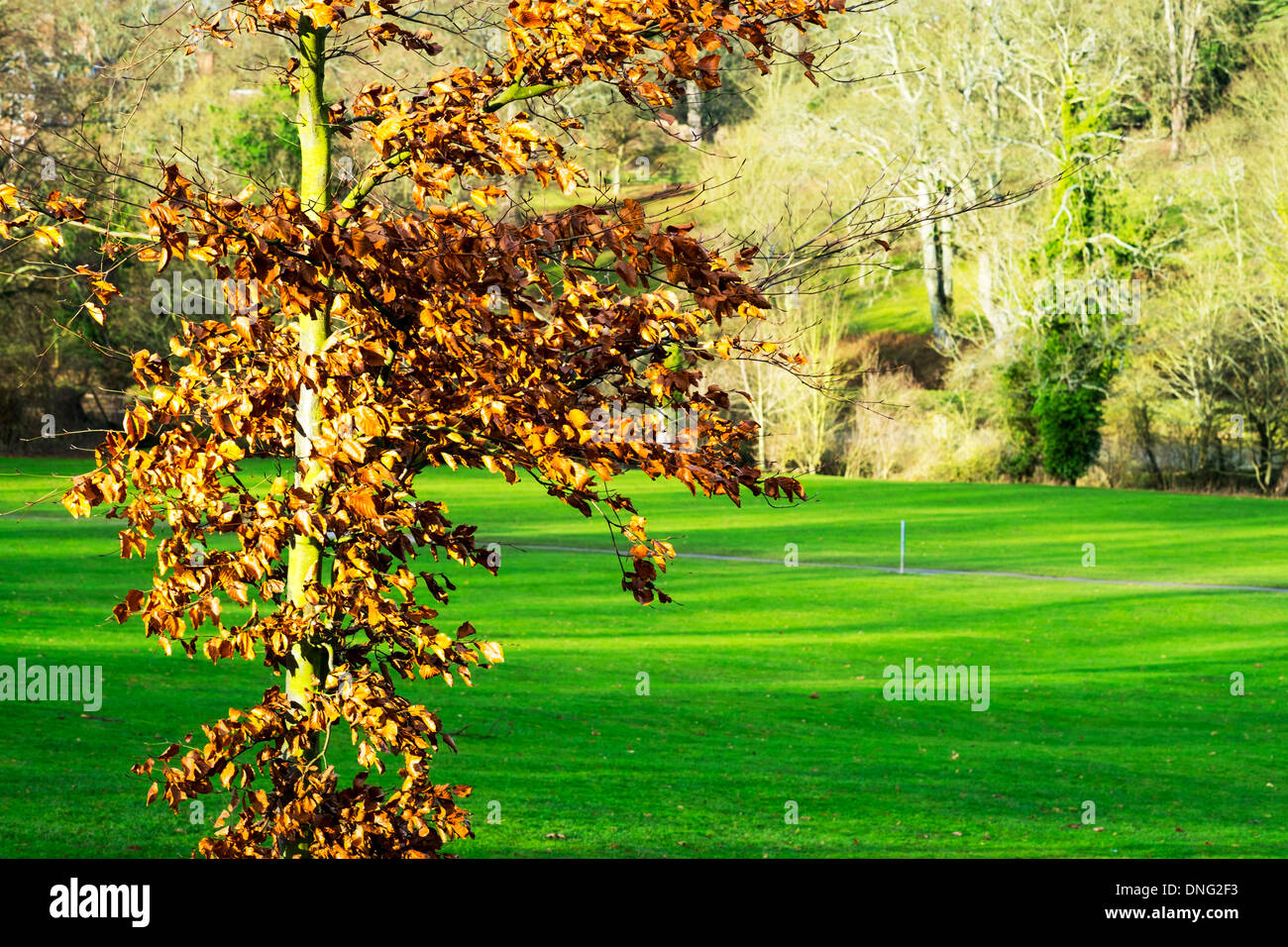 Winer dead tree copper leaves against green grass Hubbards Hills Louth ...