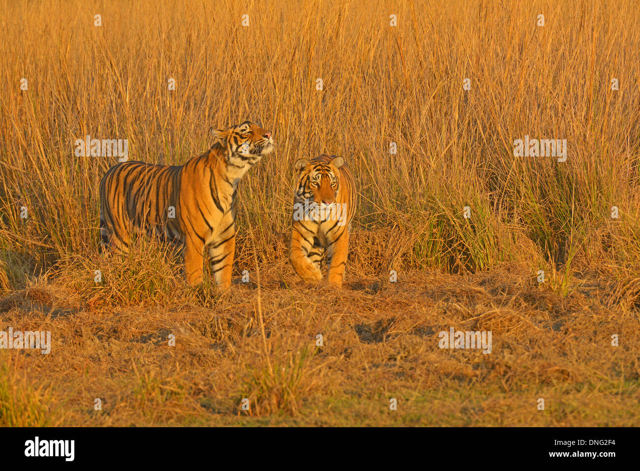 Two brother tigers in the grasslands opt Ranthambhore Stock Photo - Alamy