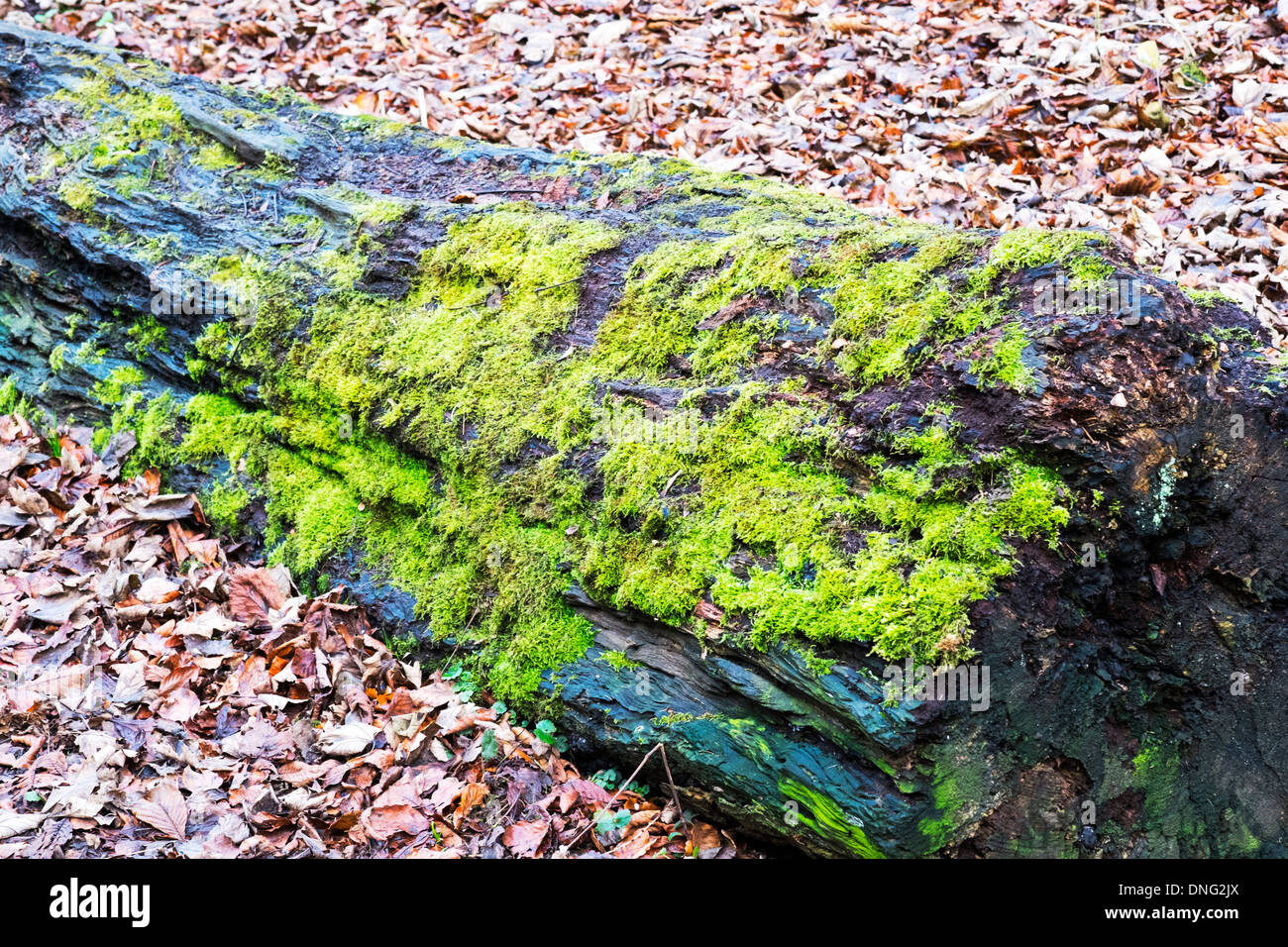 Damp hills hi-res stock photography and images - Alamy