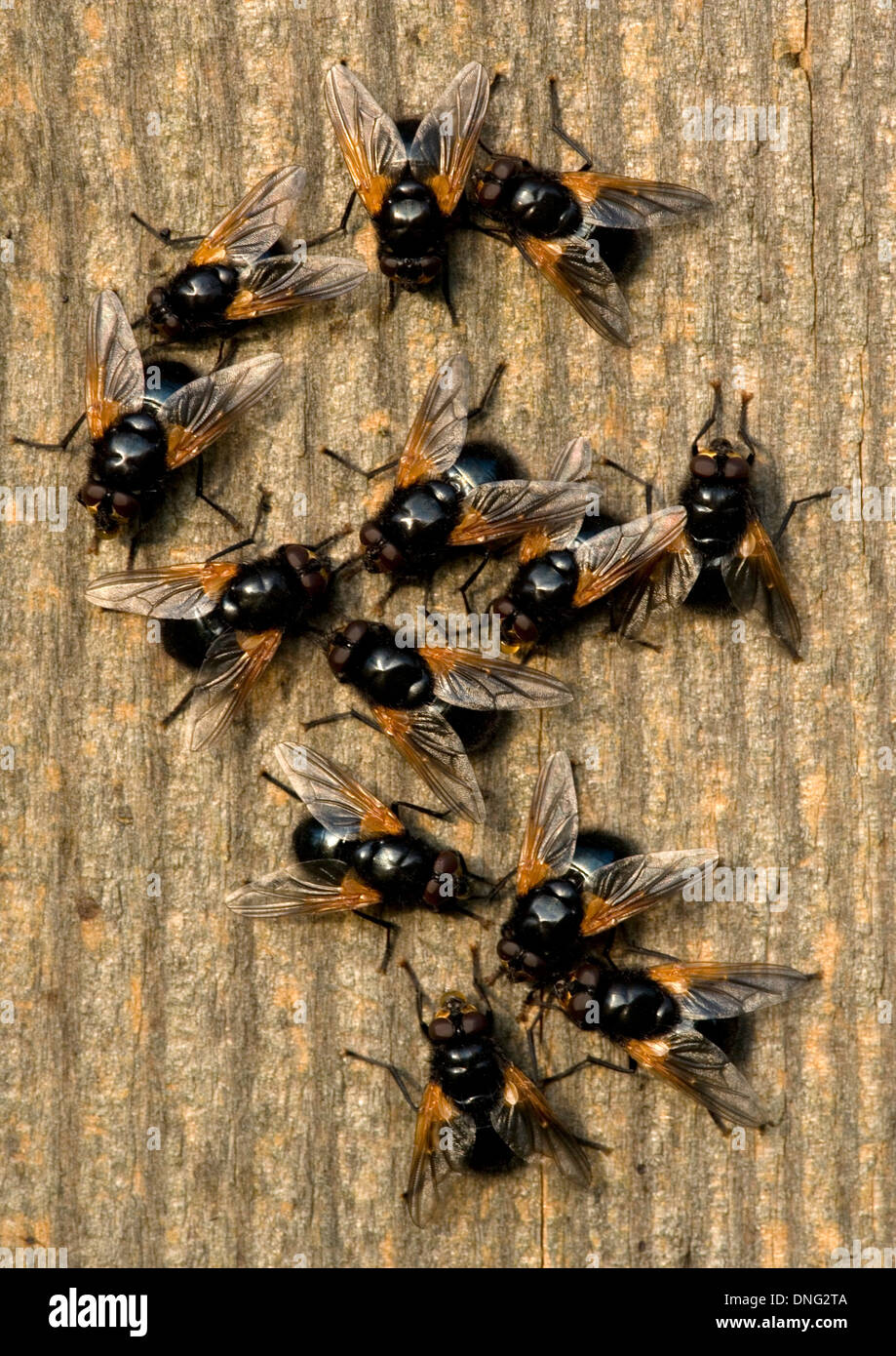 Flies on cattle hi-res stock photography and images - Alamy