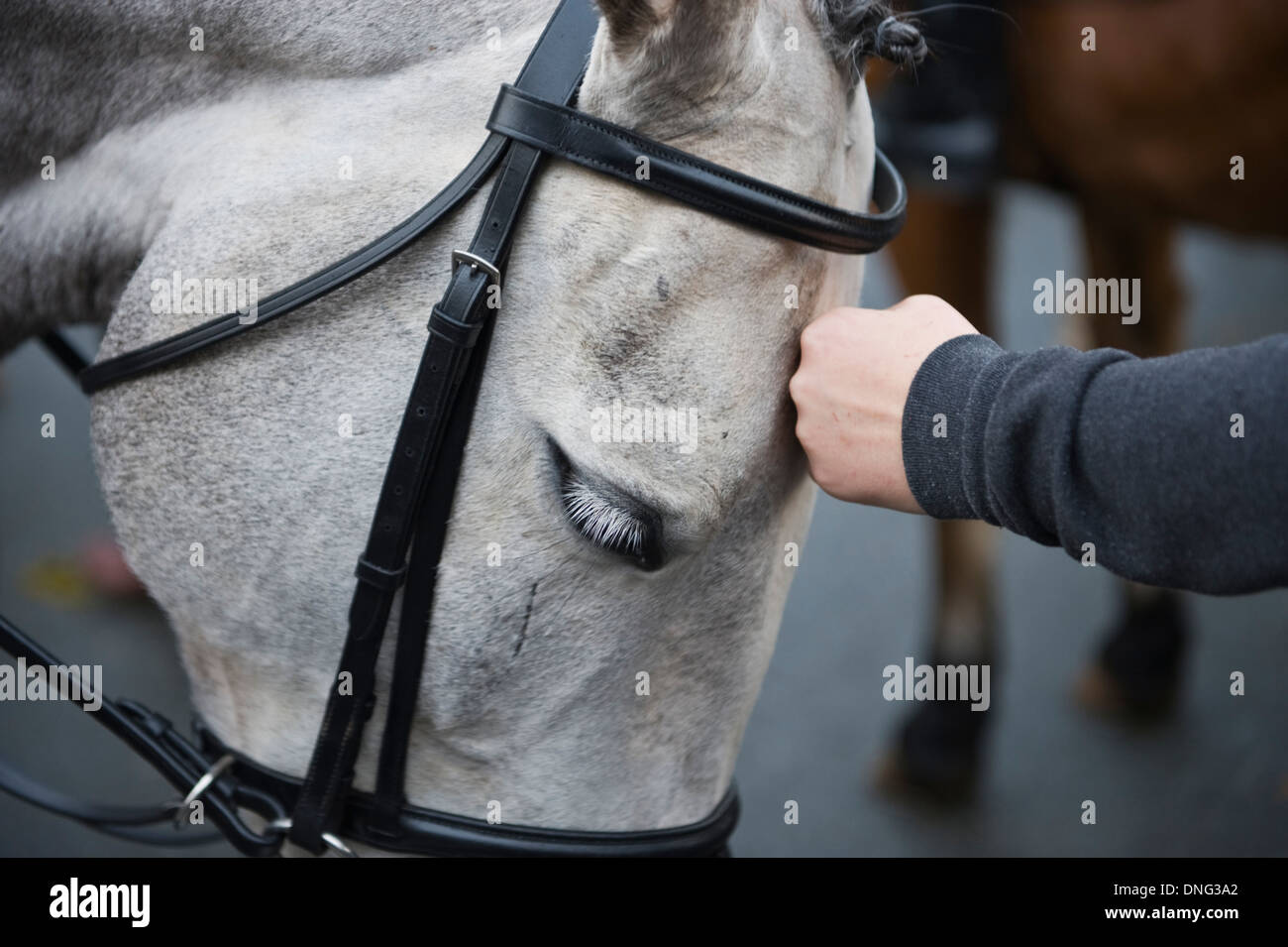 Golden valley boxing day hunt hi-res stock photography and images - Alamy