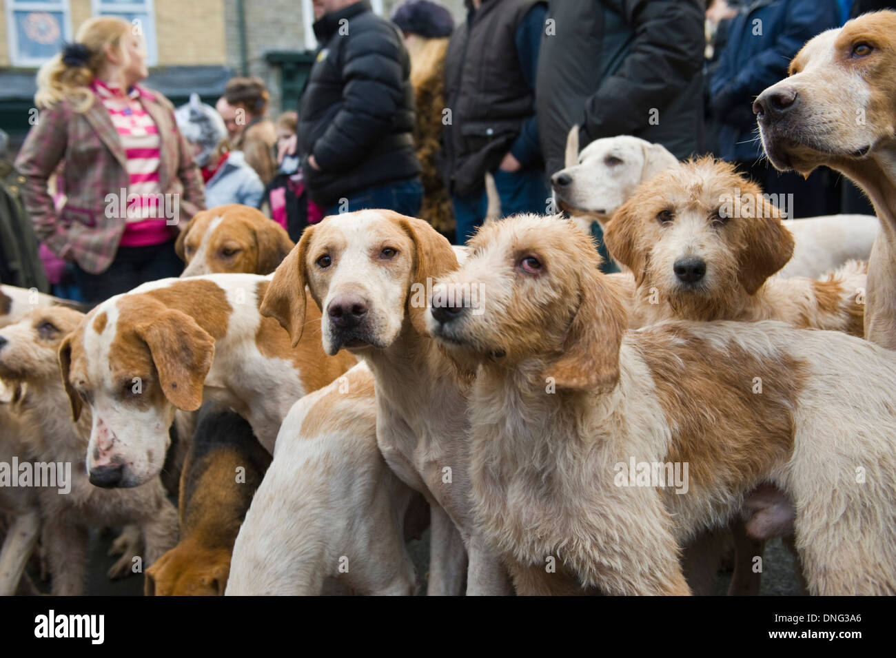 Golden Valley Boxing Day Hunt with hounds gathering in Hay-on-Wye Powys ...