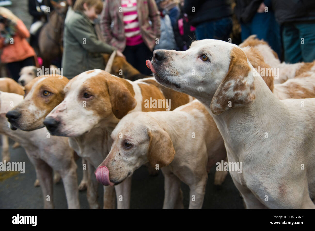 Welsh fox hounds hi-res stock photography and images - Alamy
