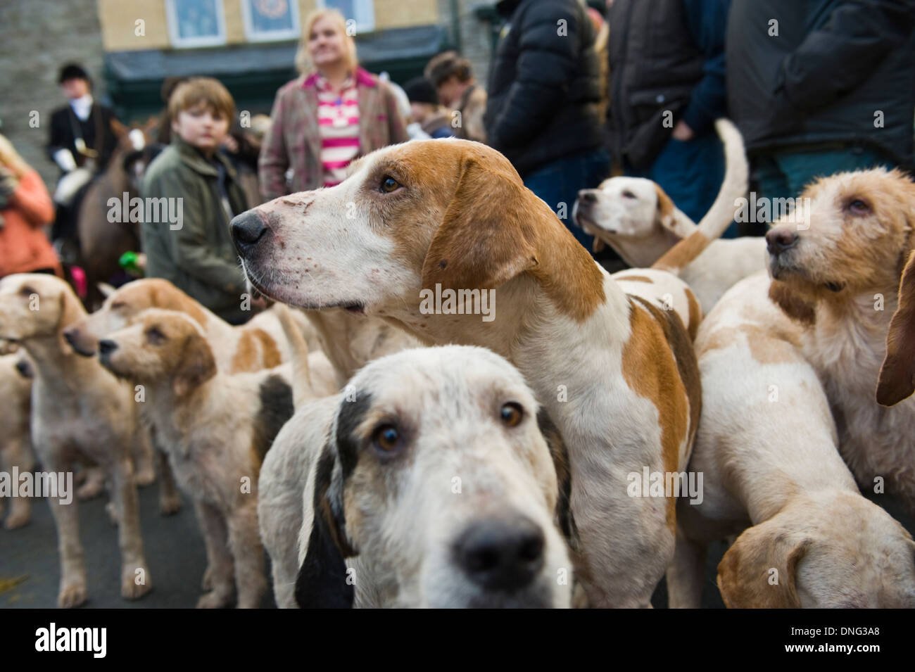 Huntsman hounds hi-res stock photography and images - Alamy