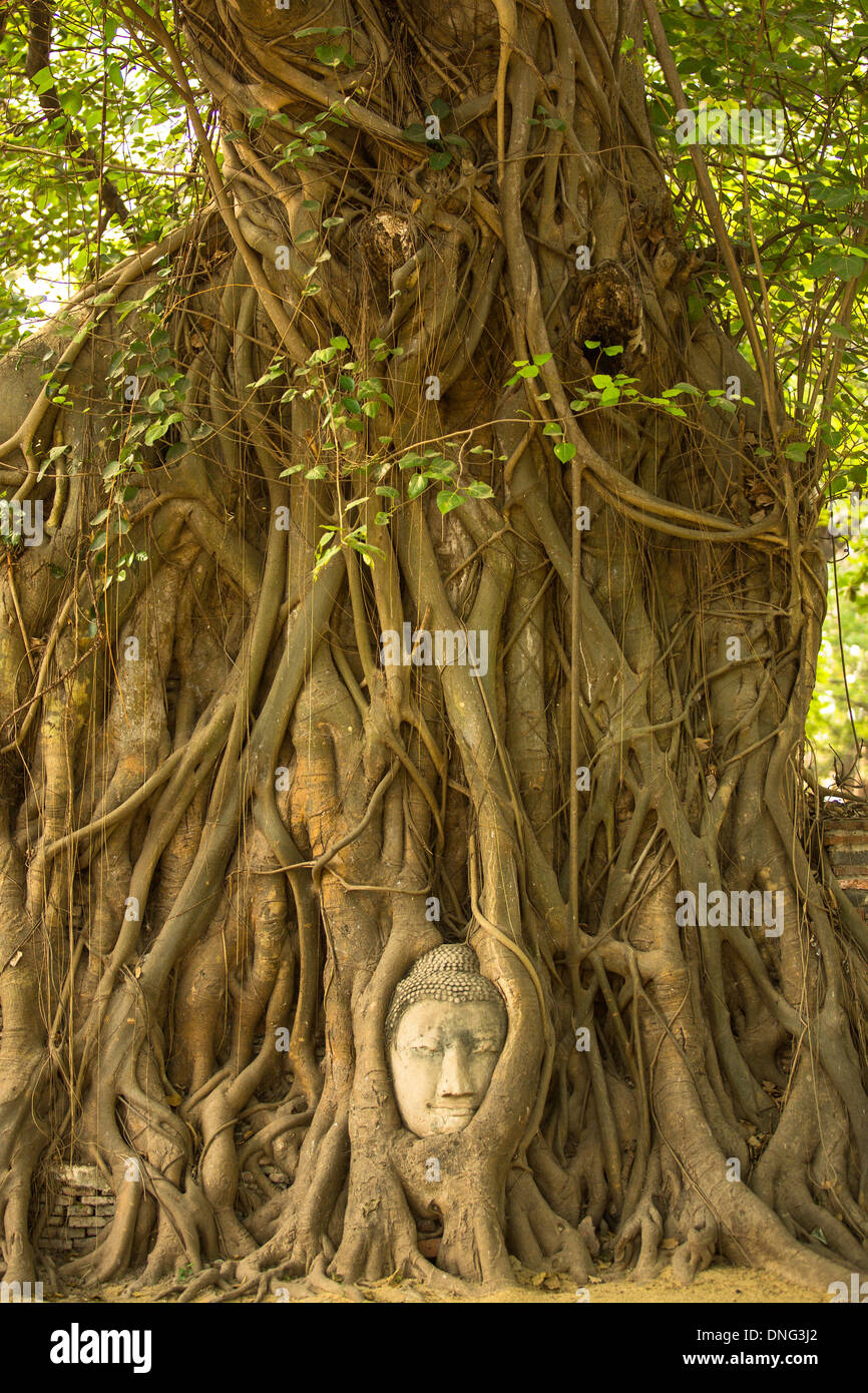 Buddha head in the roots of the tree - symbol of Ayutthaya Stock Photo ...