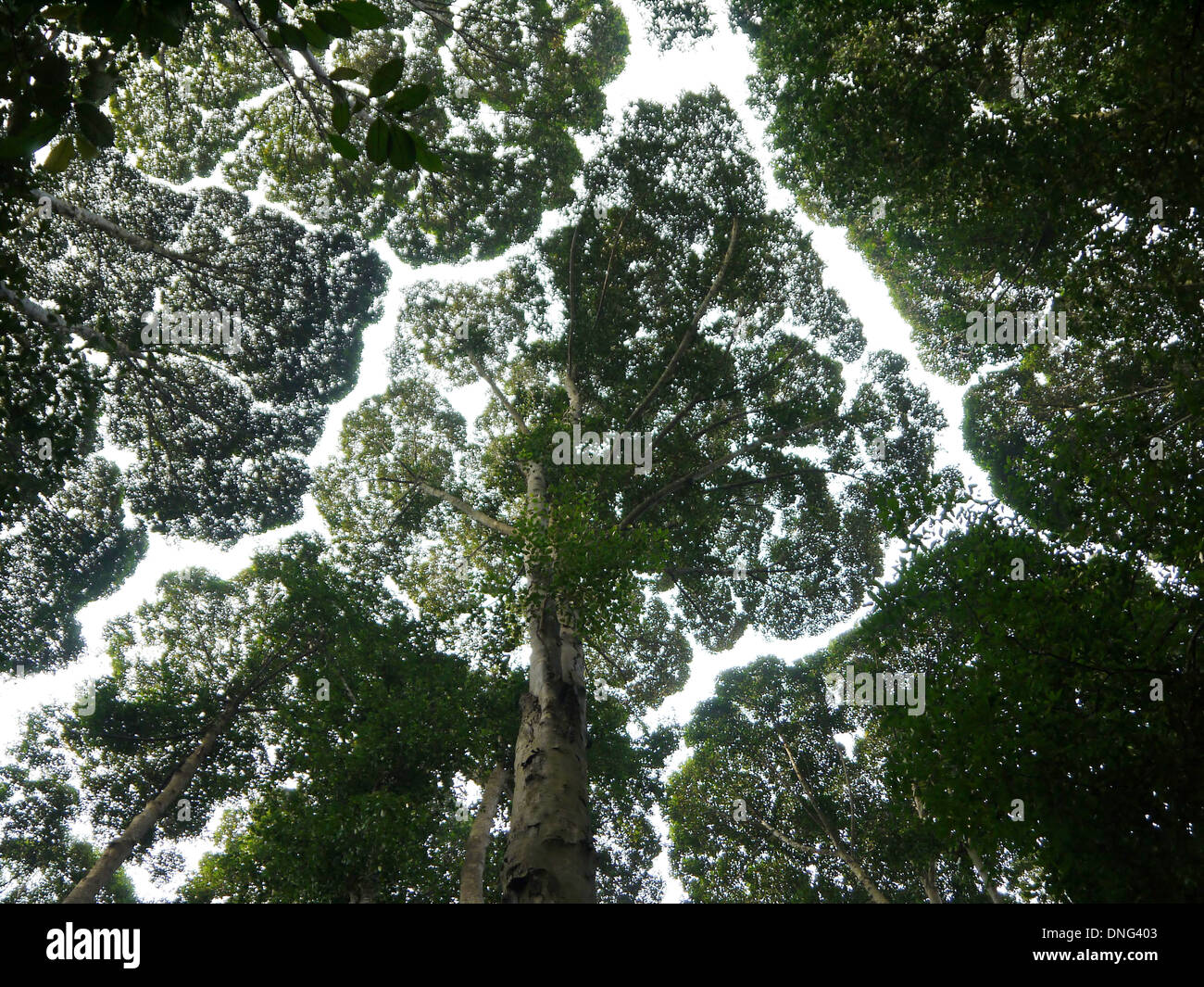 Natural Patterns of a Tree Top Stock Photo - Alamy