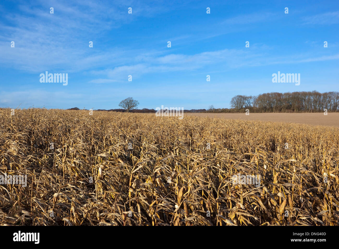 A field of dry maize plants under a cloudy blue sky in an English ...