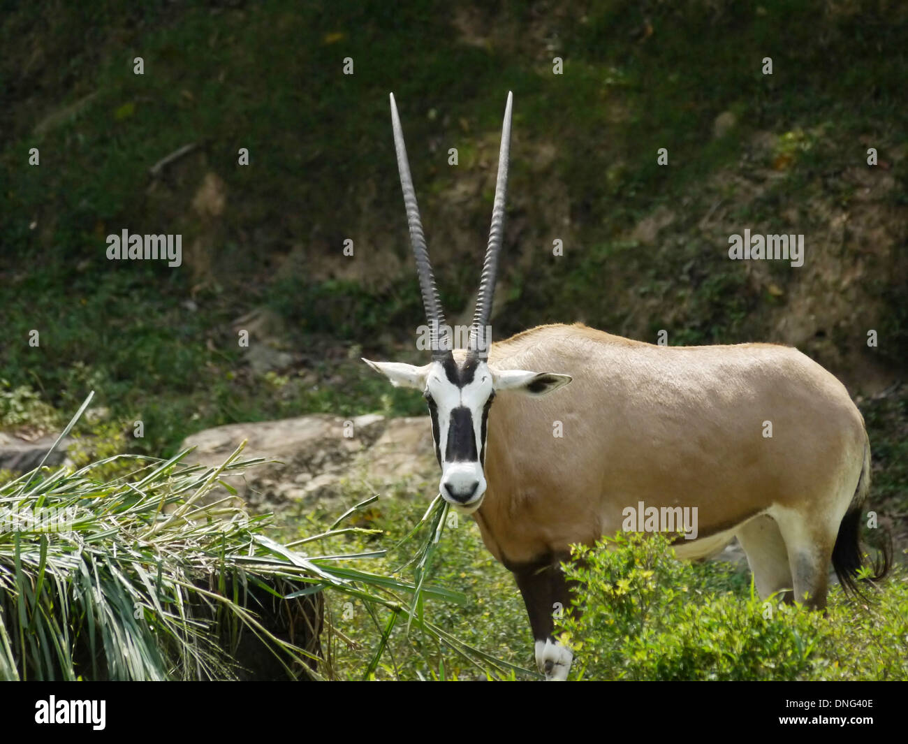 Gazelle portrait hi-res stock photography and images - Alamy