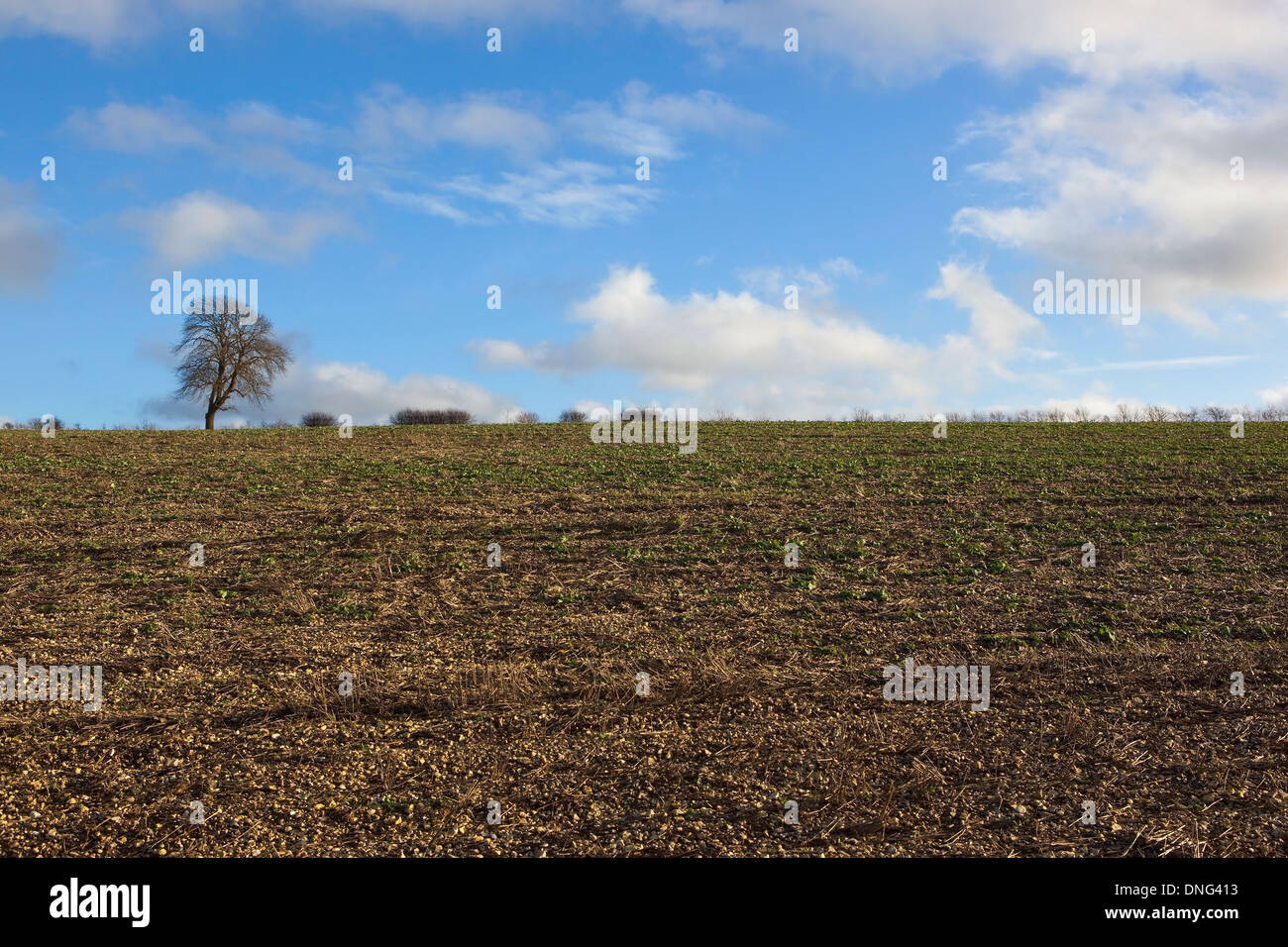 Lone ash tree hi-res stock photography and images - Alamy