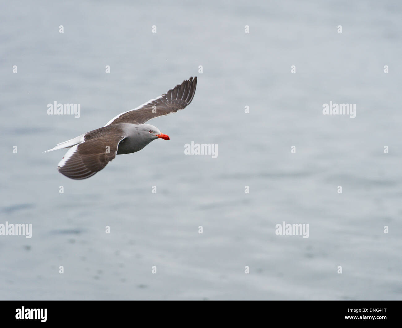 Seagull dolphin seagull hi-res stock photography and images - Alamy