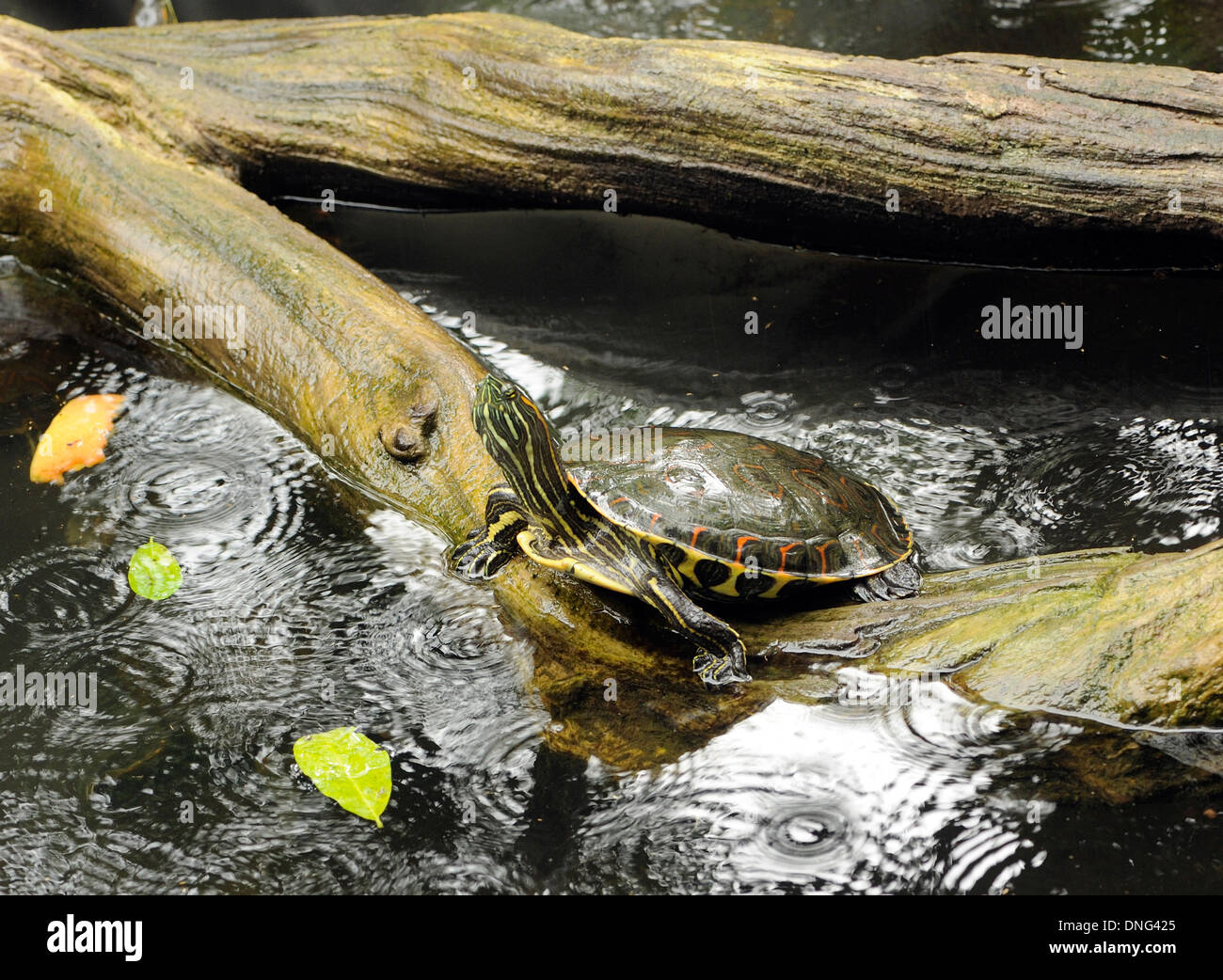 Trachemys venusta hi-res stock photography and images - Alamy
