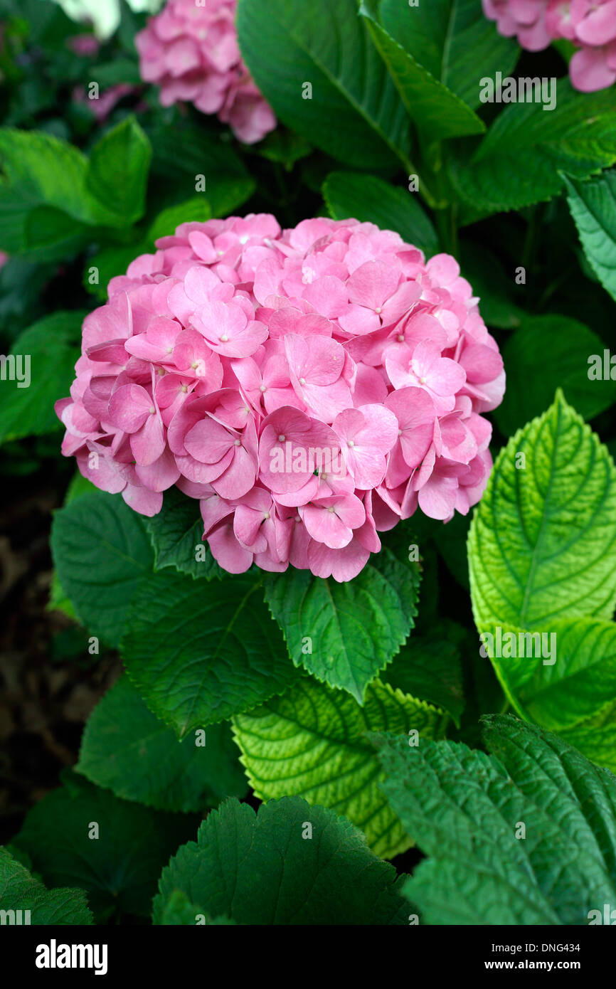 Pink Hydrangea plant in the garden at Simonsig Estate, Stellenbosch ...