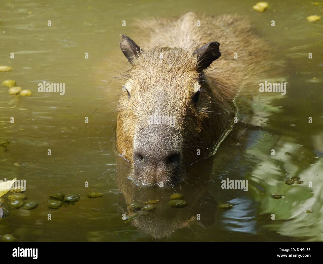 Capybara swim hi-res stock photography and images - Alamy