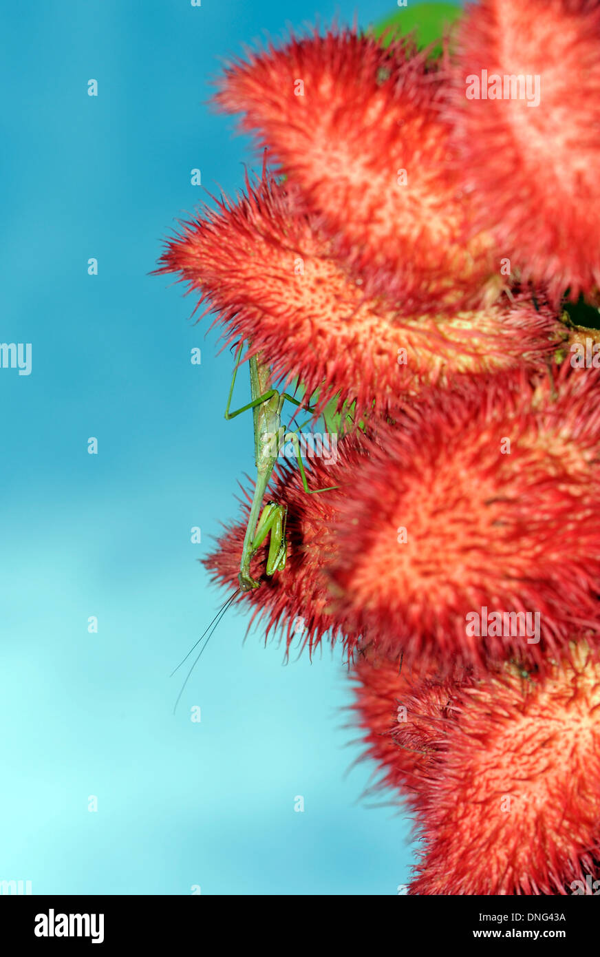 A small praying mantis on the red fruits of a Lipstick Tree or Achiote ...