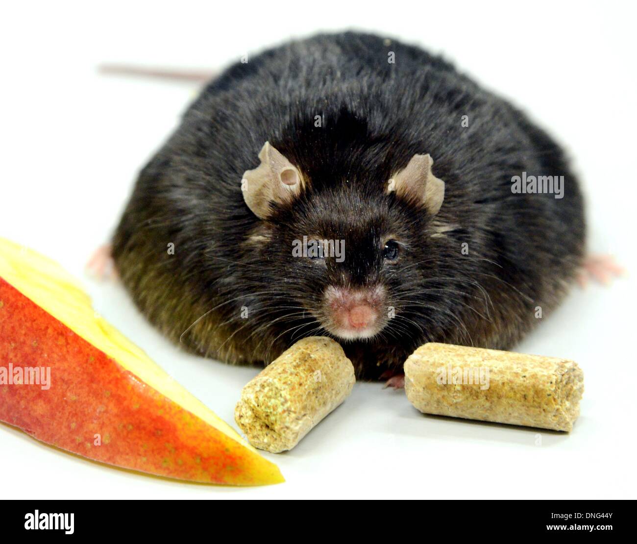 Obese mouse hi-res stock photography and images - Alamy
