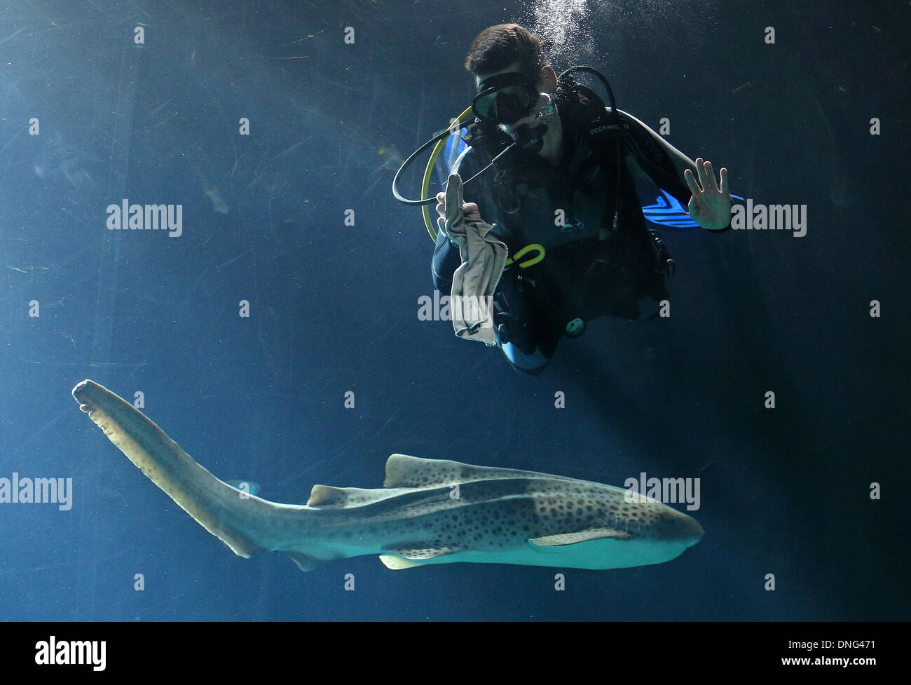 Hamburg, Germany. 27th Dec, 2013. Diver Andreas Steffens cleans the ...