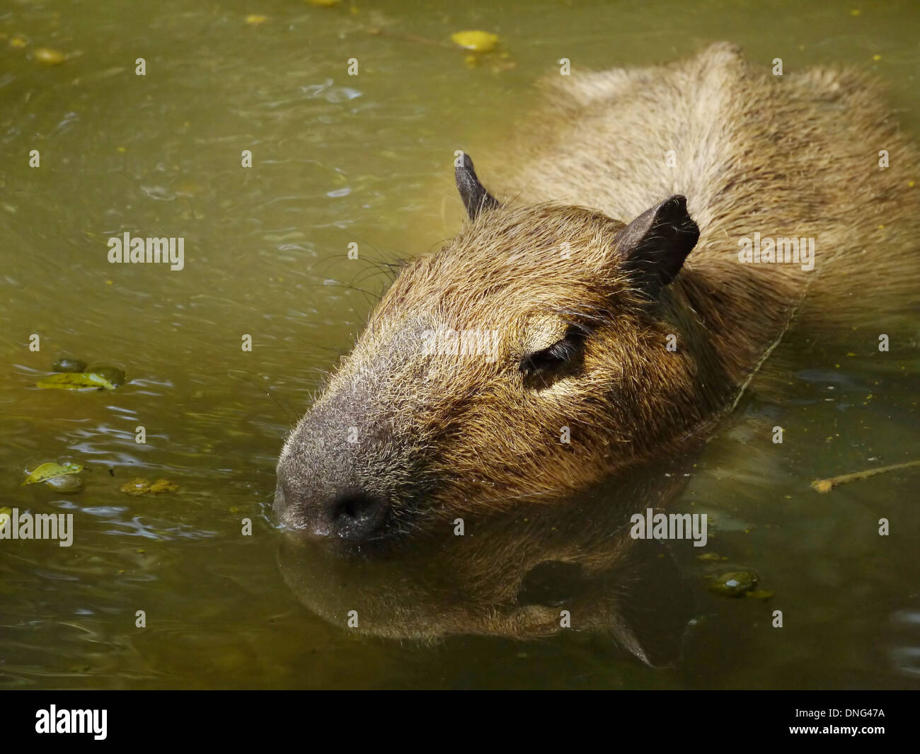 Capybara swim hi-res stock photography and images - Alamy