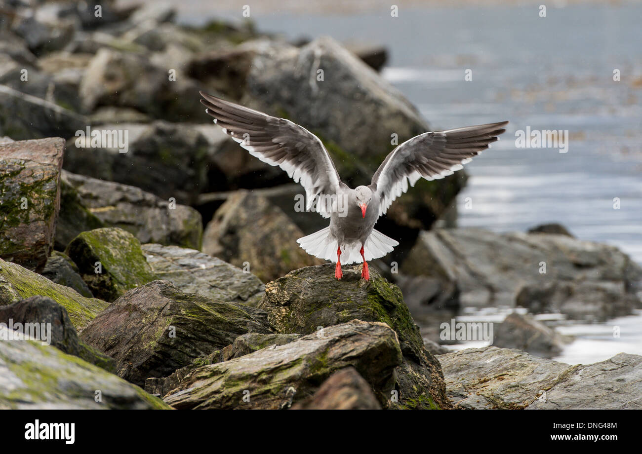 Seagull dolphin seagull hi-res stock photography and images - Alamy