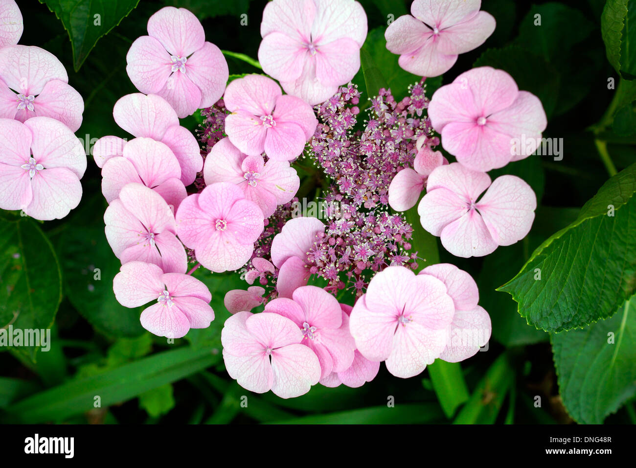 Pink Hydrangea plant in the garden at Simonsig Estate, Stellenbosch ...