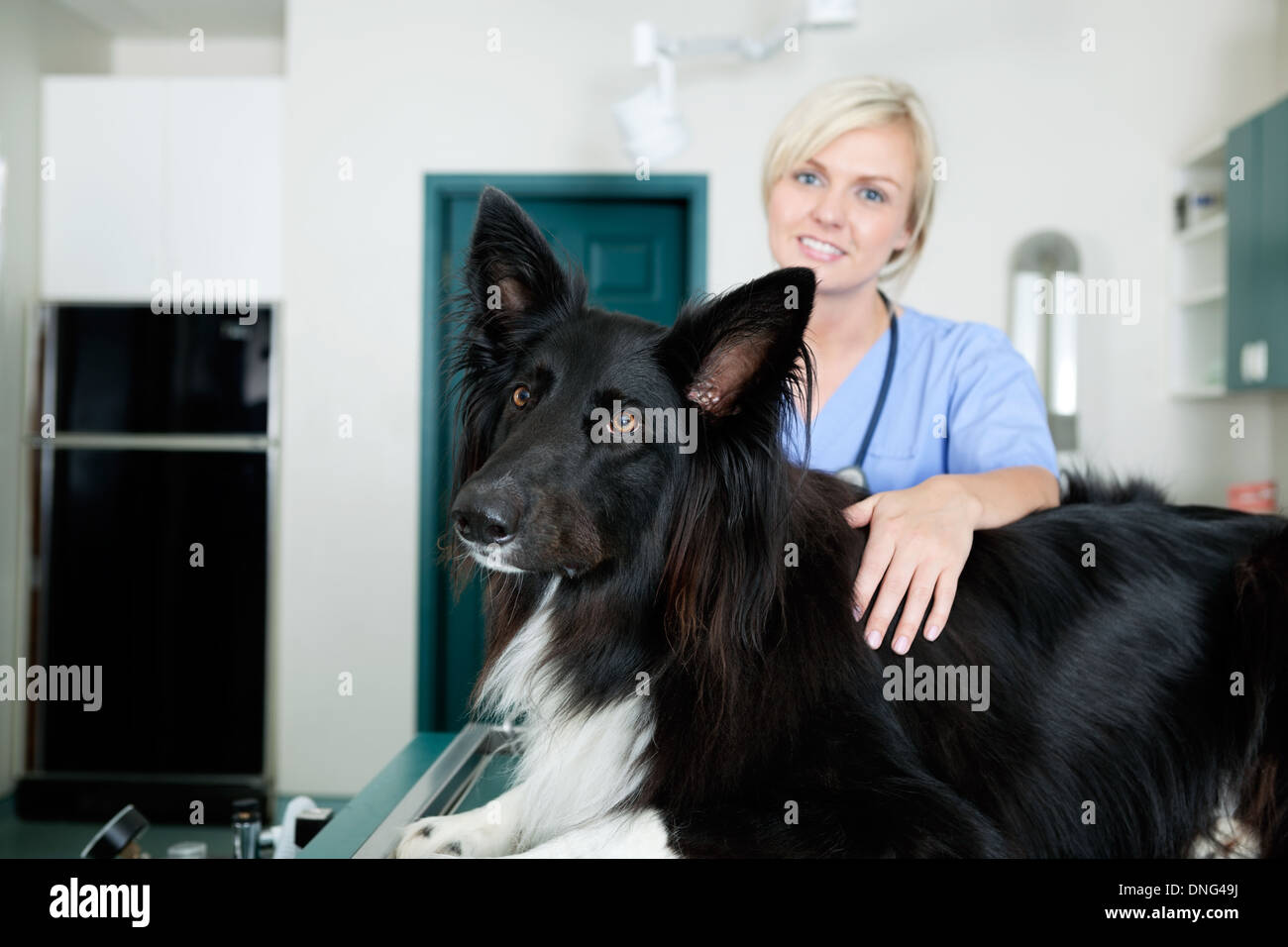 Female Veterinarian Doctor With A Dog At Clinic Stock Photo - Alamy