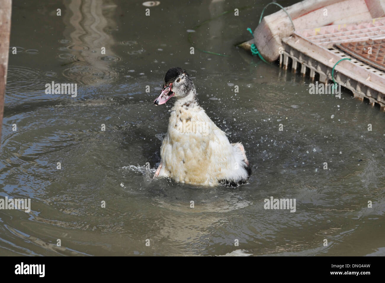 A Playful Duck Playing in the Pond Stock Photo - Alamy