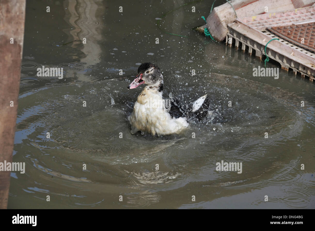 Playful wild duck in the water hi-res stock photography and images - Alamy