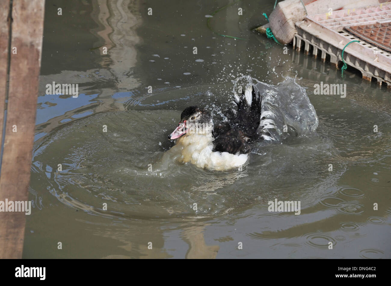 Duck Splash Animal High Resolution Stock Photography and Images - Alamy