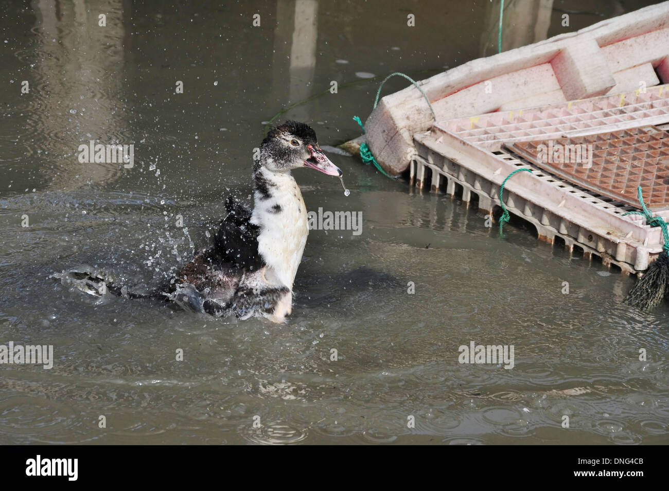 A Playful Duck Playing in the Pond Stock Photo - Alamy