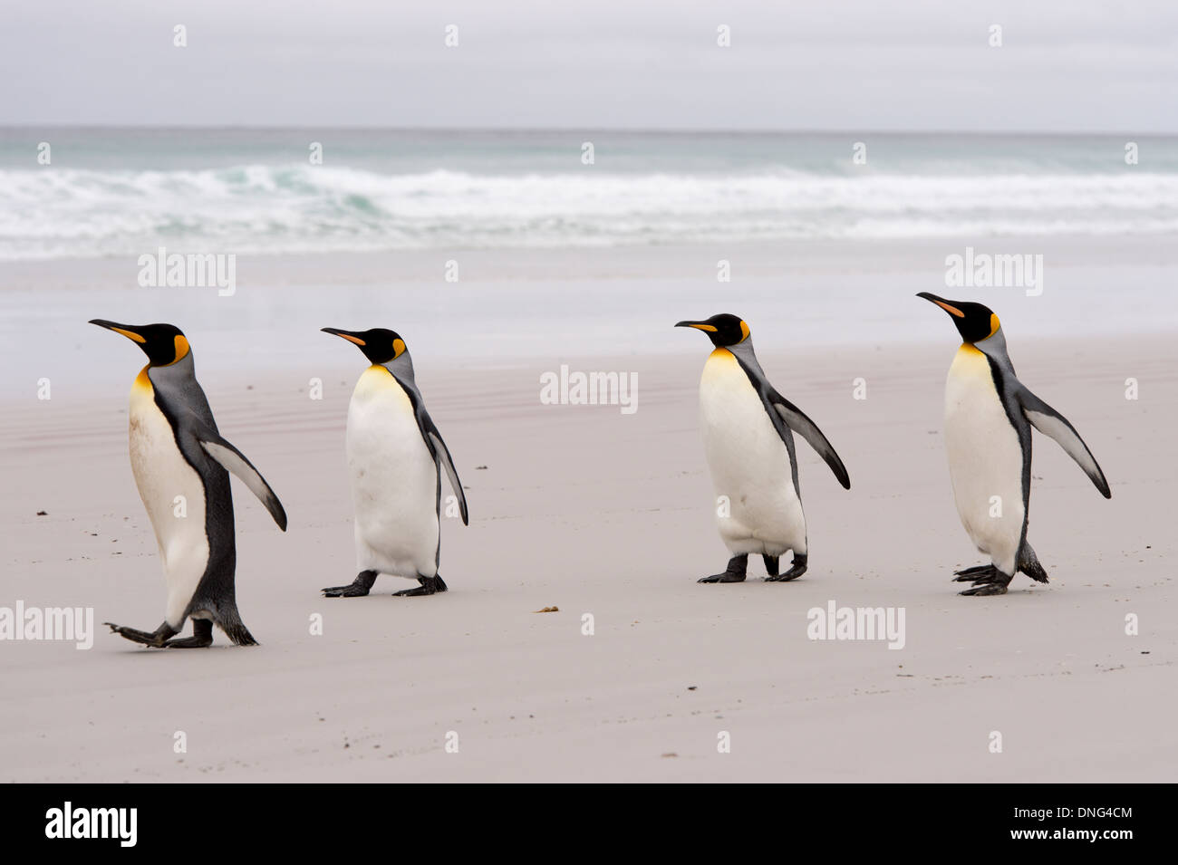 Penguin trio hi-res stock photography and images - Alamy