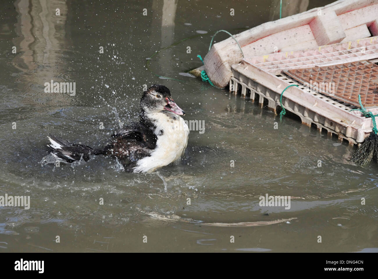 A Playful Duck Playing in the Pond Stock Photo - Alamy