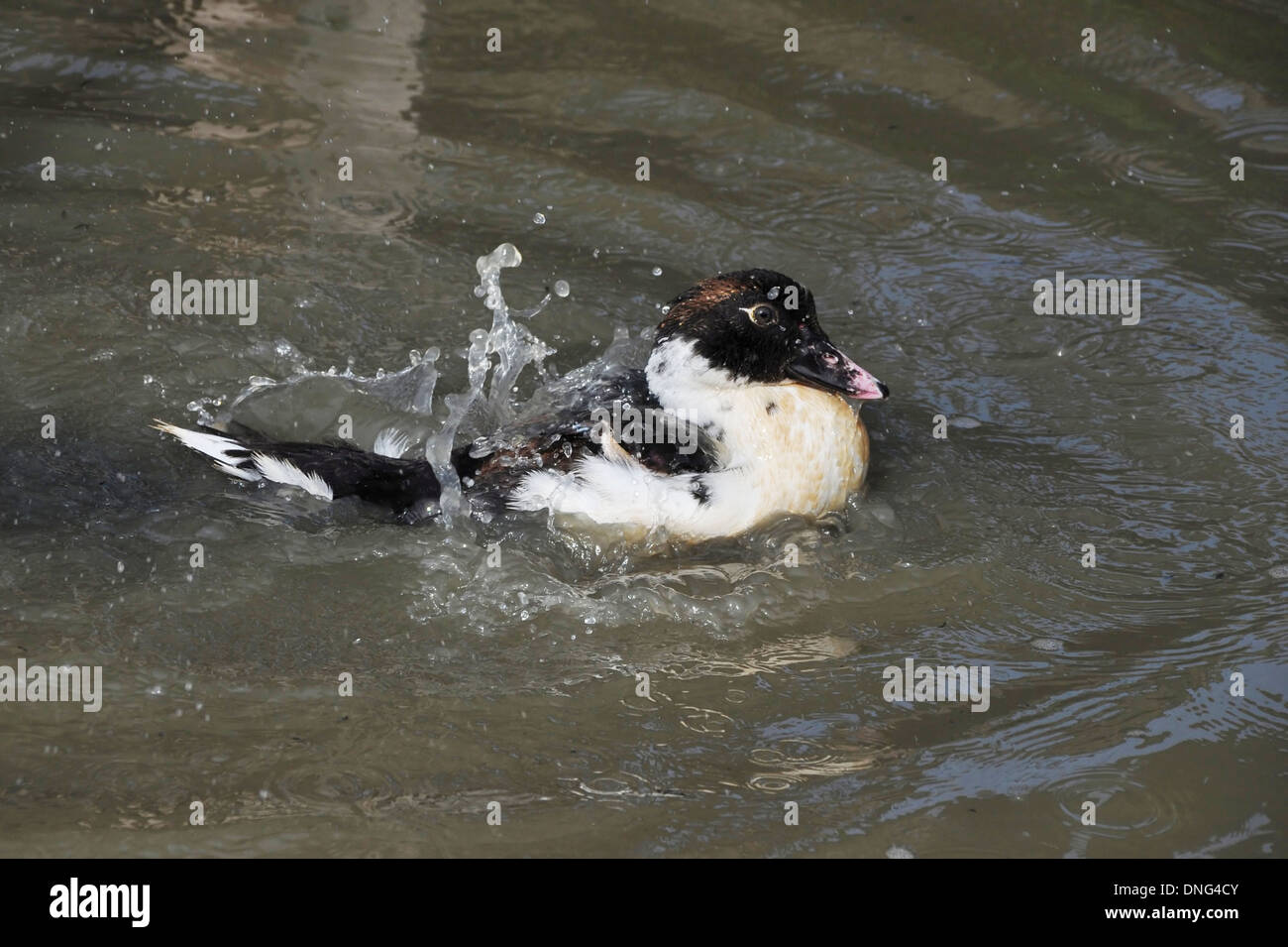 A Playful Duck Playing in the Pond Stock Photo - Alamy