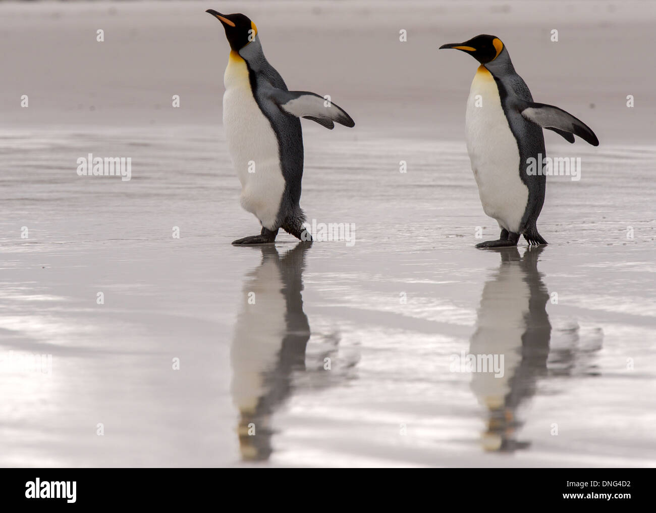 Penguin trio hi-res stock photography and images - Alamy