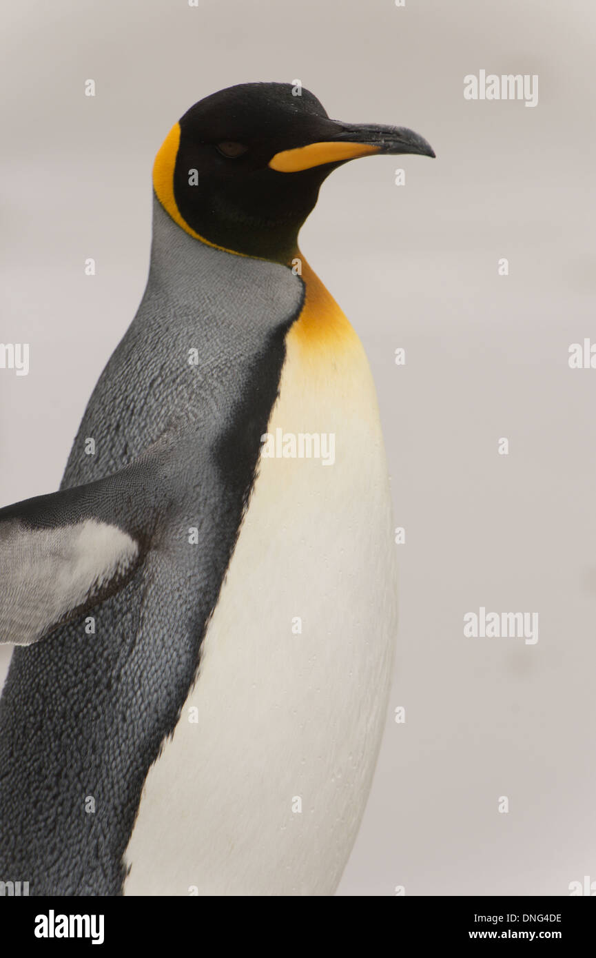 Penguin trio hi-res stock photography and images - Alamy