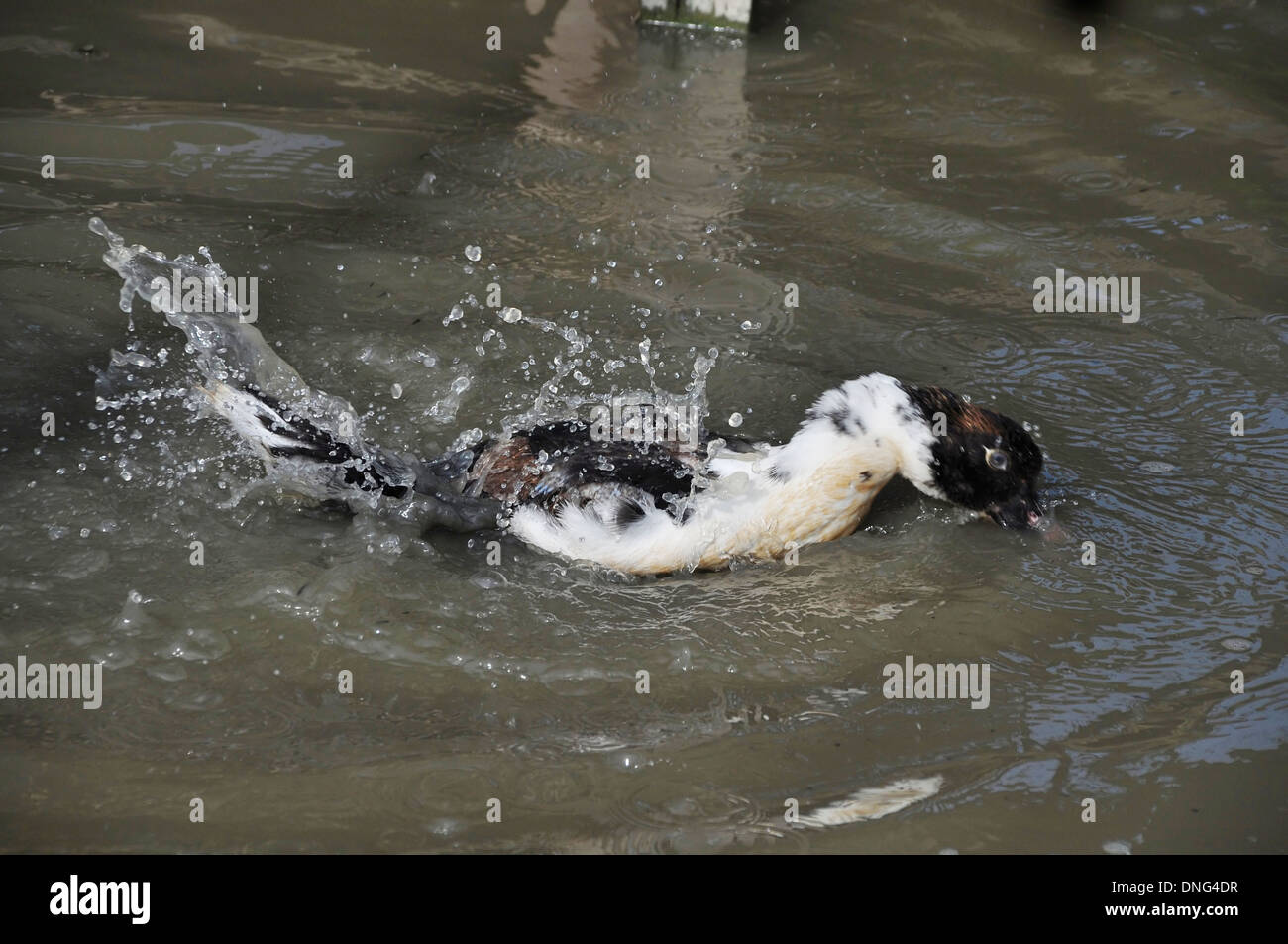 A Playful Duck Playing in the Pond Stock Photo - Alamy