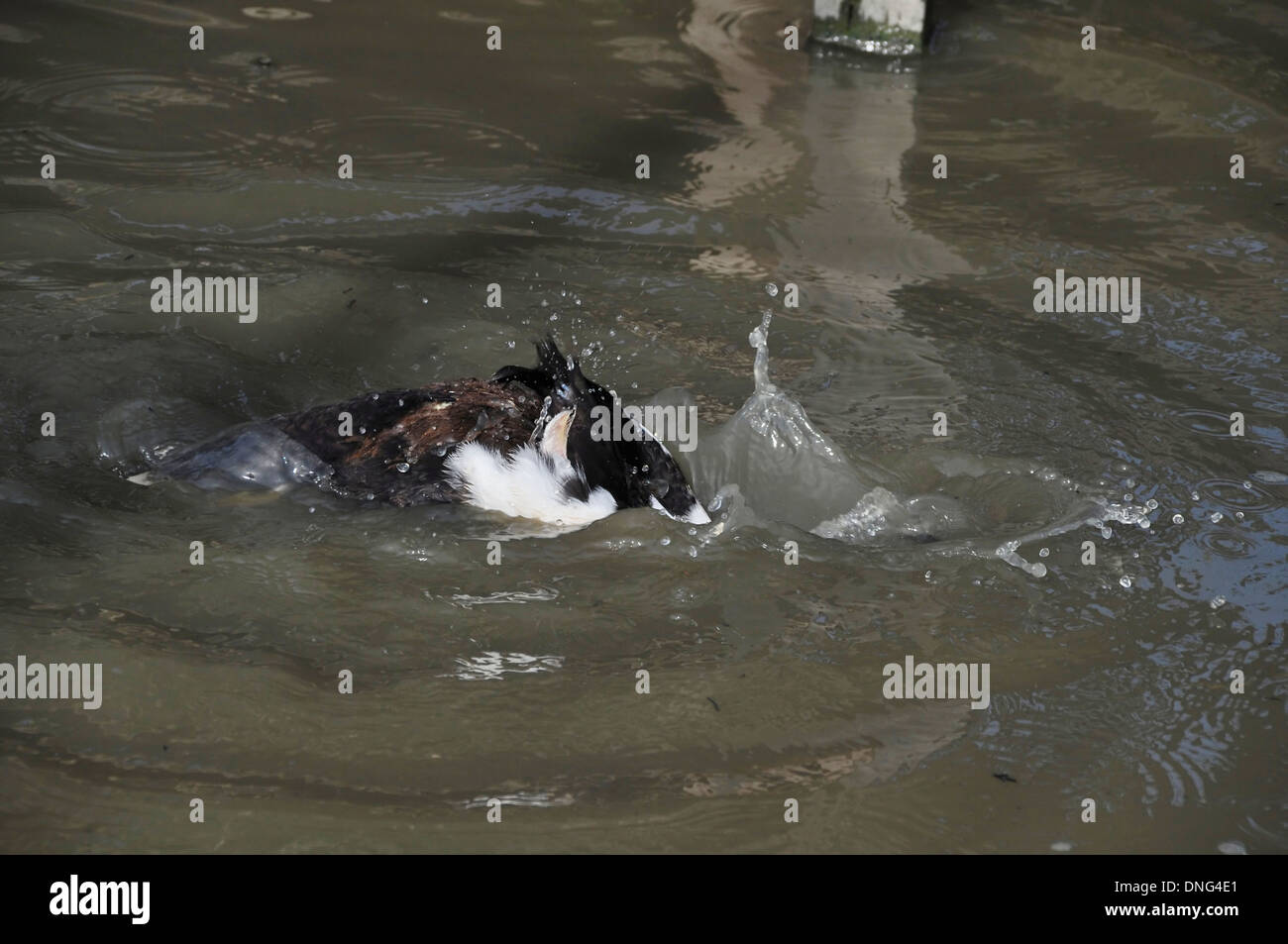 A Playful Duck Playing in the Pond Stock Photo - Alamy