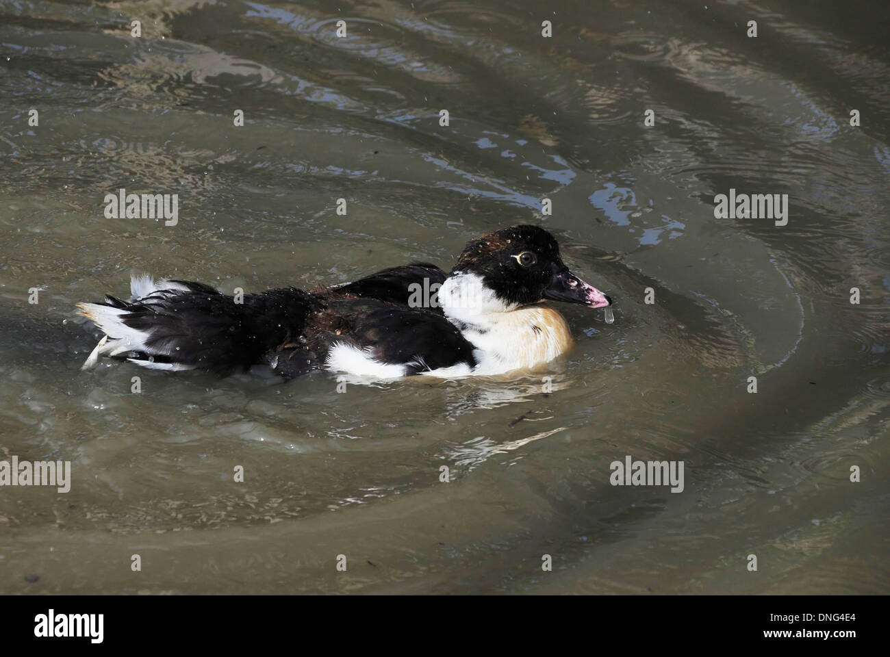 A Playful Duck Playing in the Pond Stock Photo - Alamy