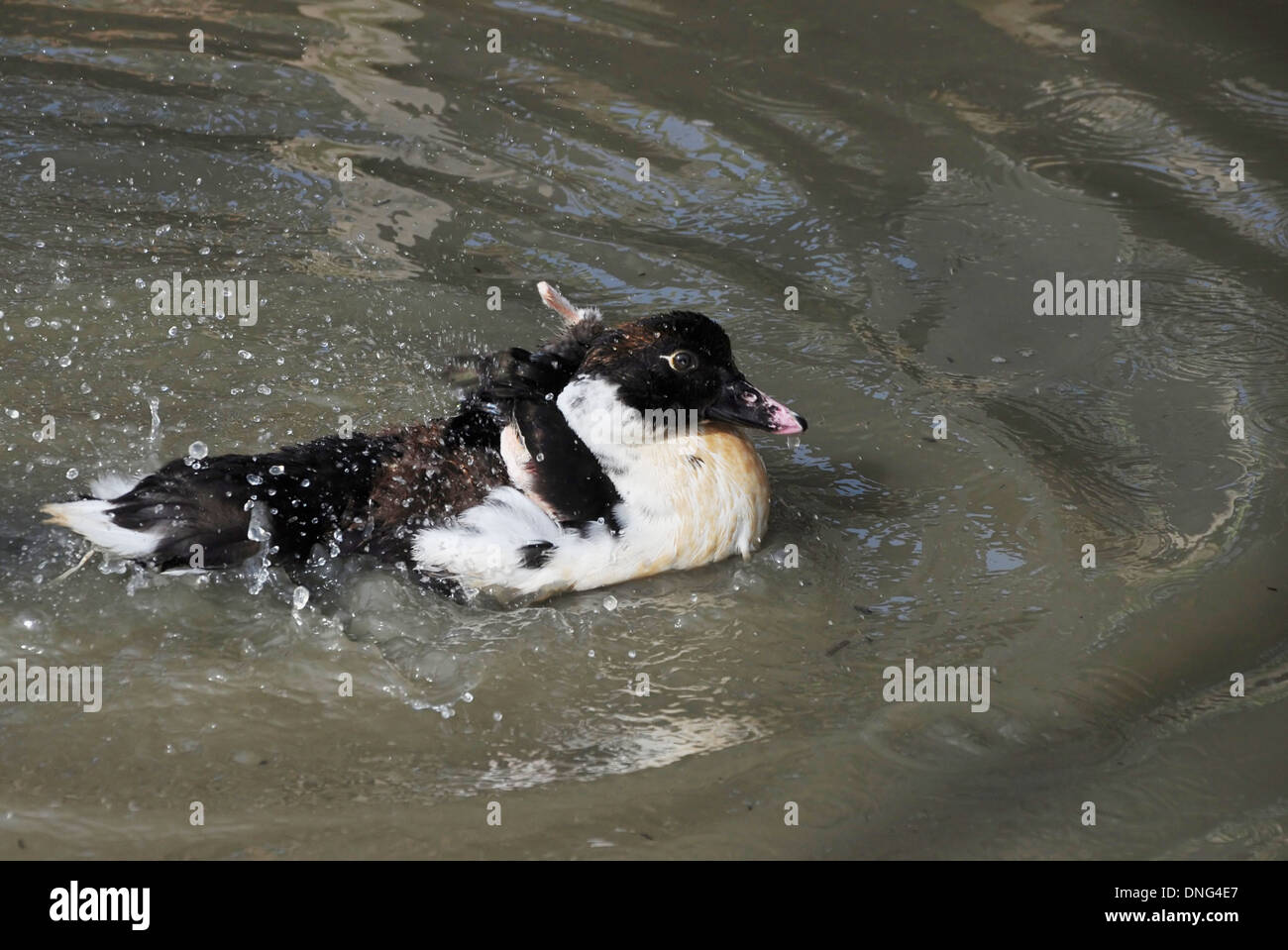 A Playful Duck Playing in the Pond Stock Photo - Alamy