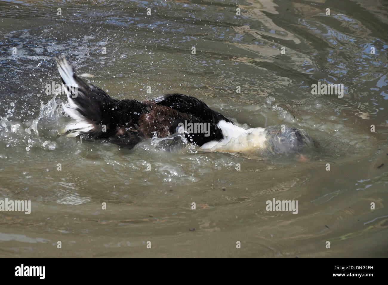 A Playful Duck Playing in the Pond Stock Photo - Alamy
