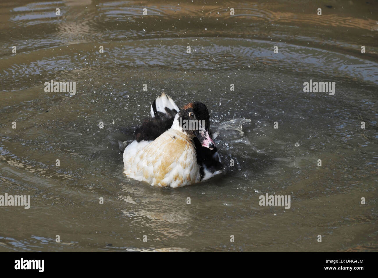 Playful wild duck in the water hi-res stock photography and images - Alamy