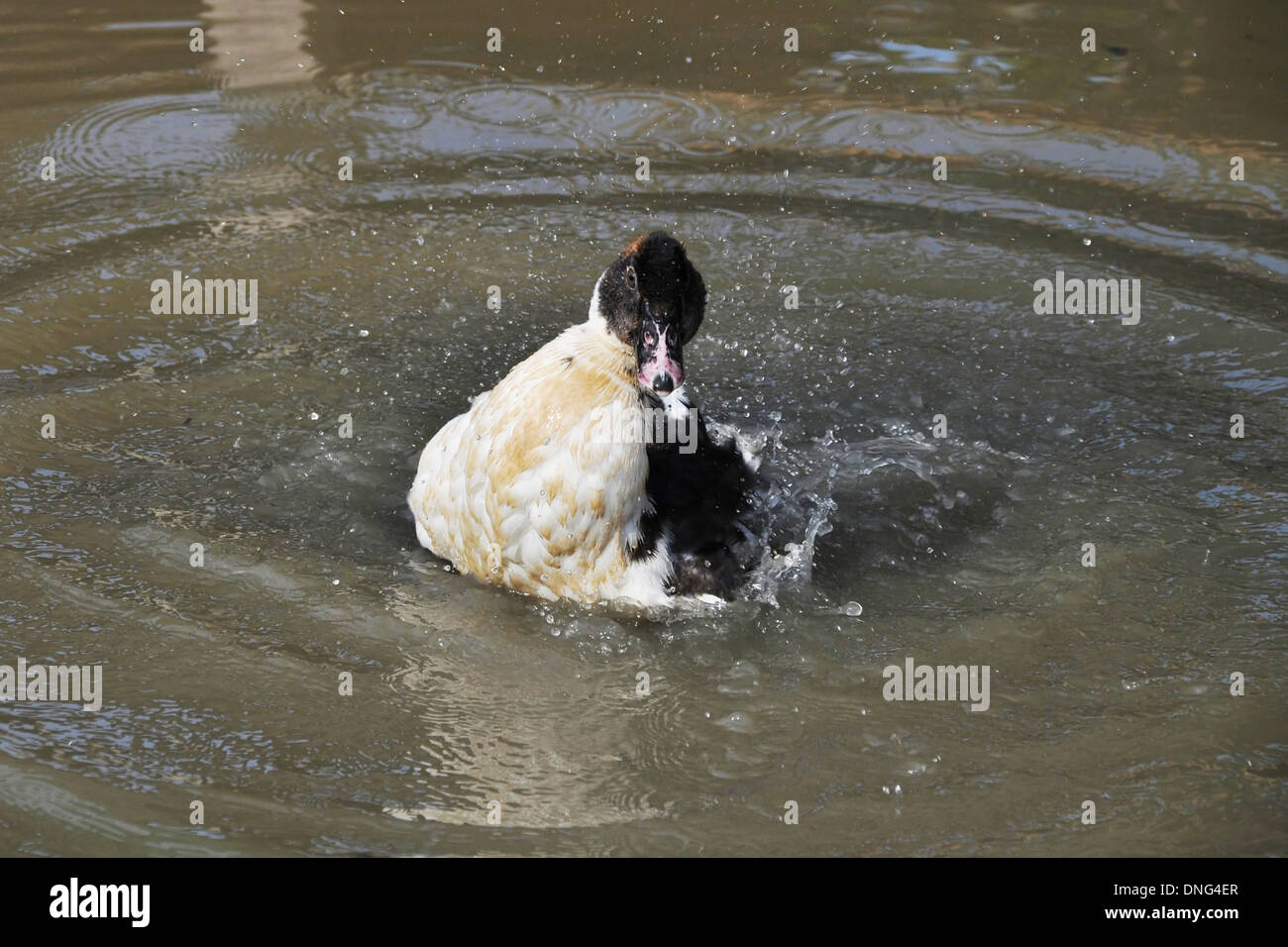 Playful duck hi-res stock photography and images - Alamy