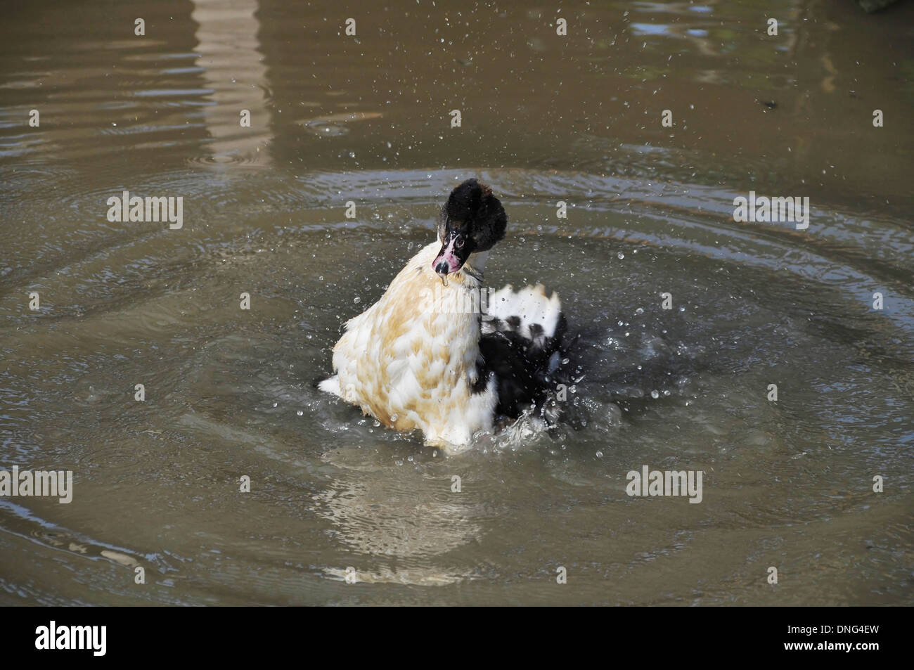 Playful wild duck in the water hi-res stock photography and images - Alamy