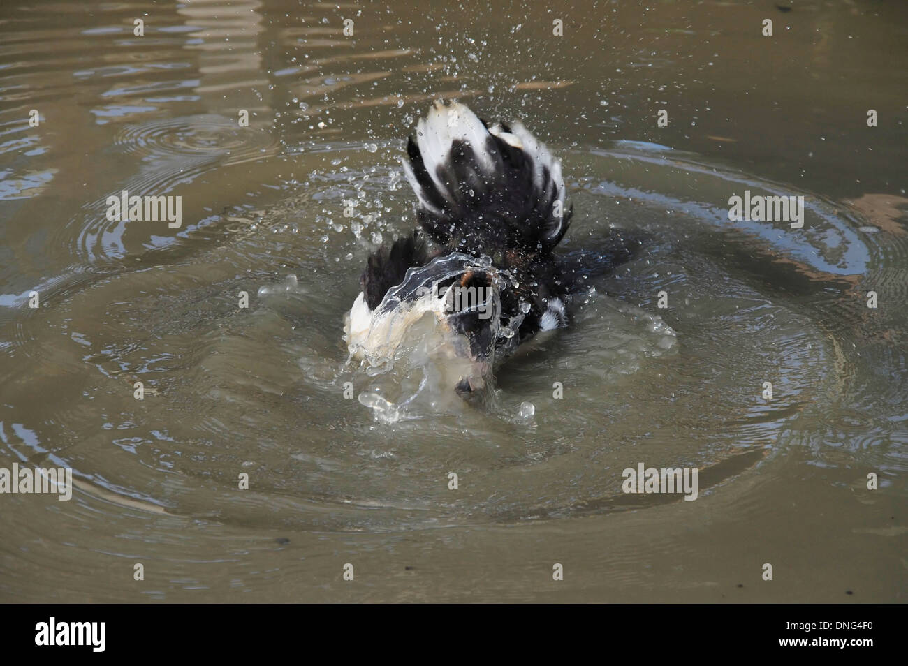 A Playful Duck Playing in the Pond Stock Photo - Alamy